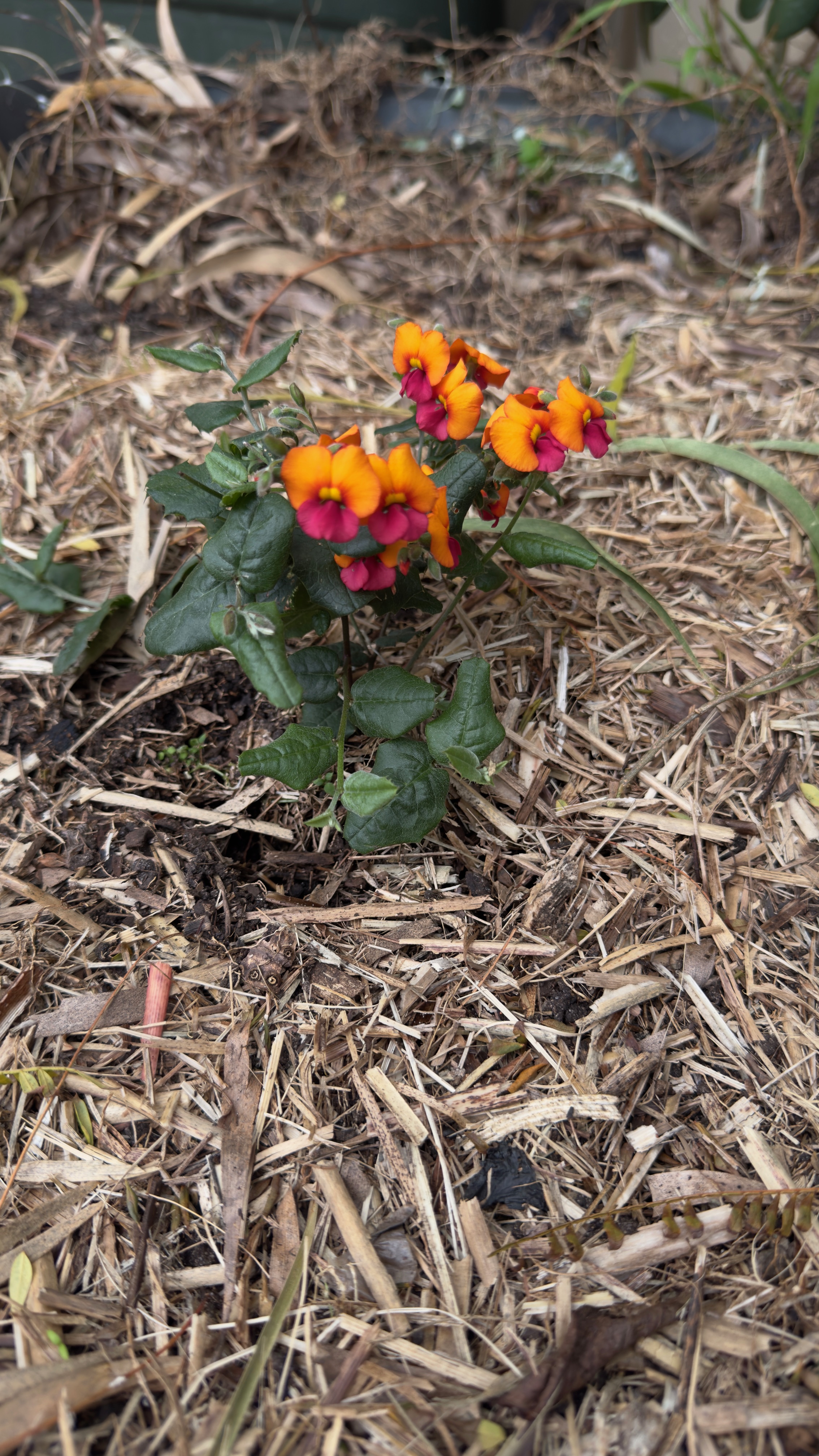 Putting Down Roots – Late-Onset Expat